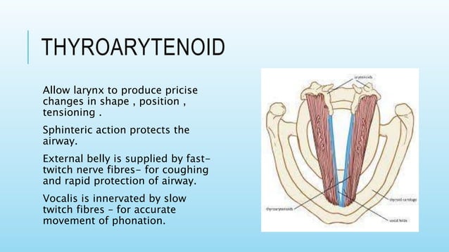 Anatomy of larynx ppt | PPTX | Thyroid Disorders | Endocrine and Metabolic Diseases