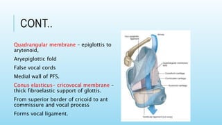 Anatomy of larynx ppt | PPTX