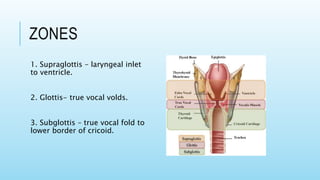 Anatomy of larynx ppt | PPTX
