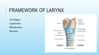 Anatomy of larynx ppt | PPTX