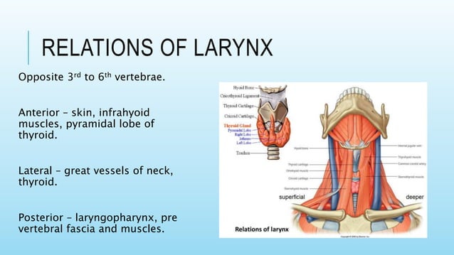 Anatomy of larynx ppt | PPTX | Thyroid Disorders | Endocrine and Metabolic Diseases