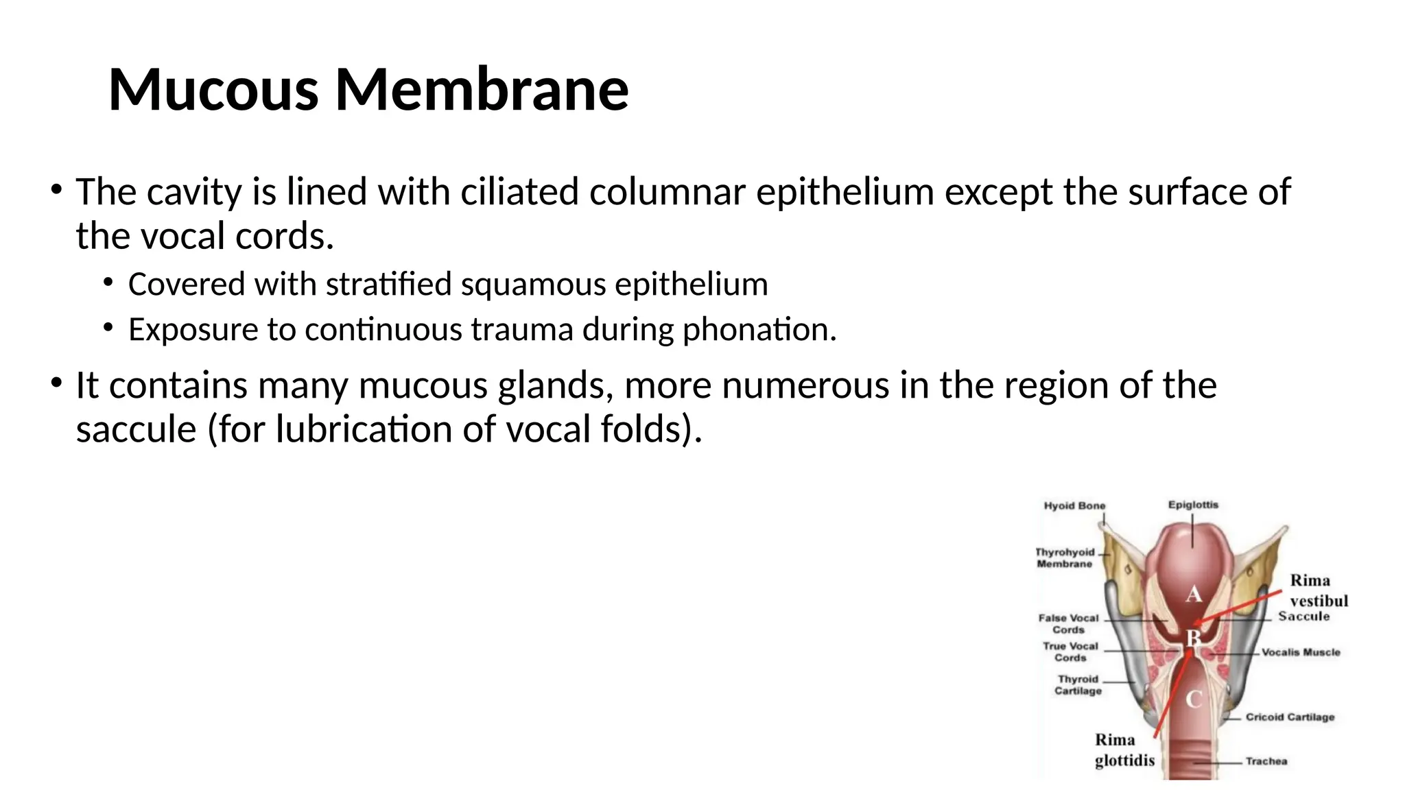 Anatomy of Larynx, Trachea and Bronchi UPLOAD-2.pptx