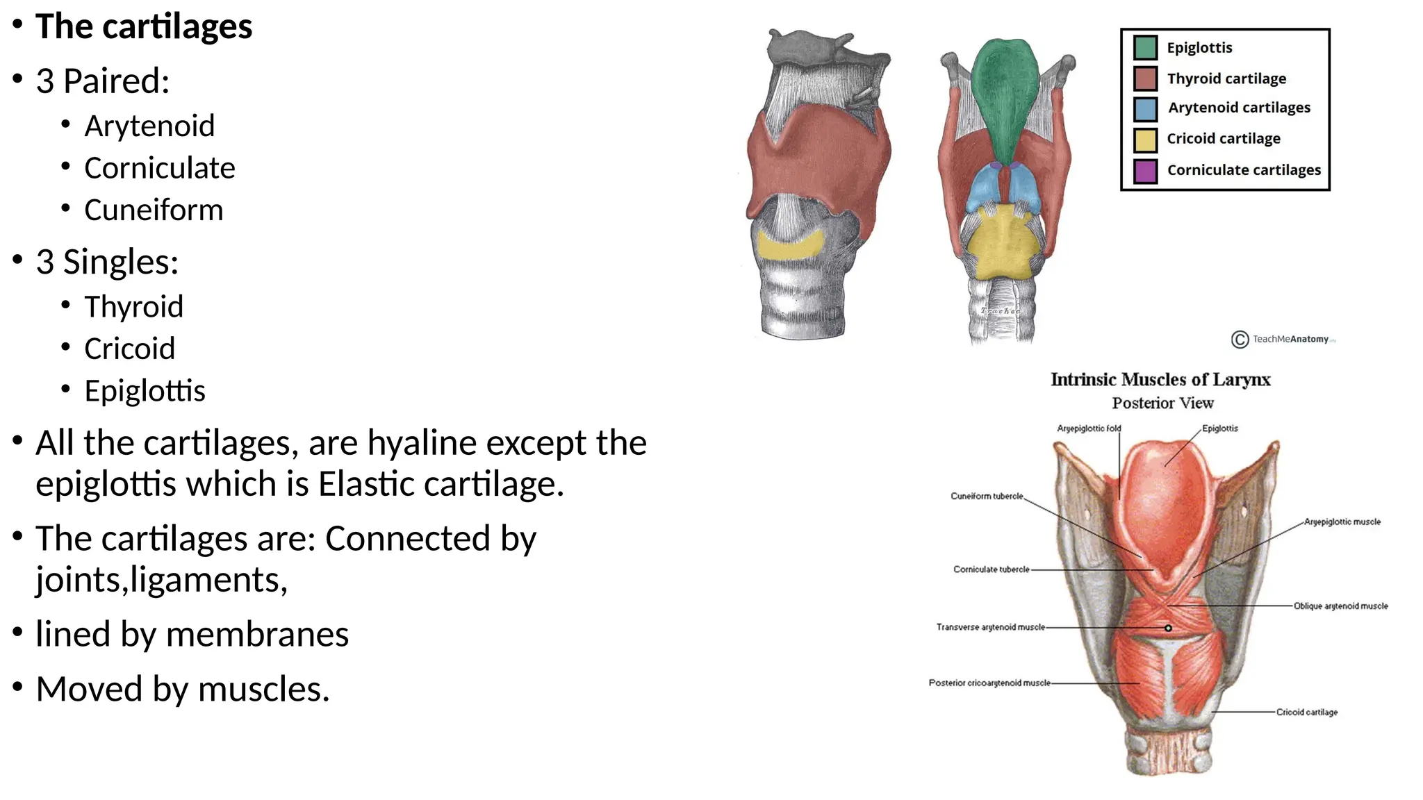 Anatomy of Larynx, Trachea and Bronchi UPLOAD-2.pptx