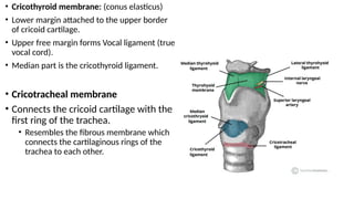 Anatomy of Larynx, Trachea and Bronchi UPLOAD-2.pptx