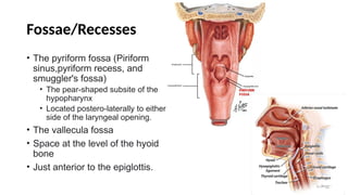 Anatomy of Larynx, Trachea and Bronchi UPLOAD-2.pptx