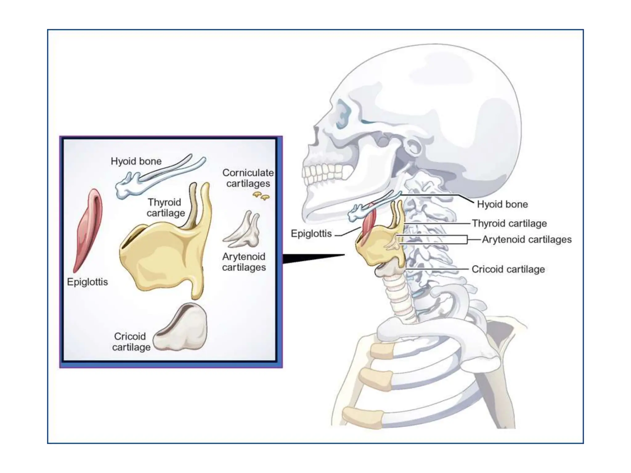 Anatomy of larynx, detailed discussion highlighting clinical and ...