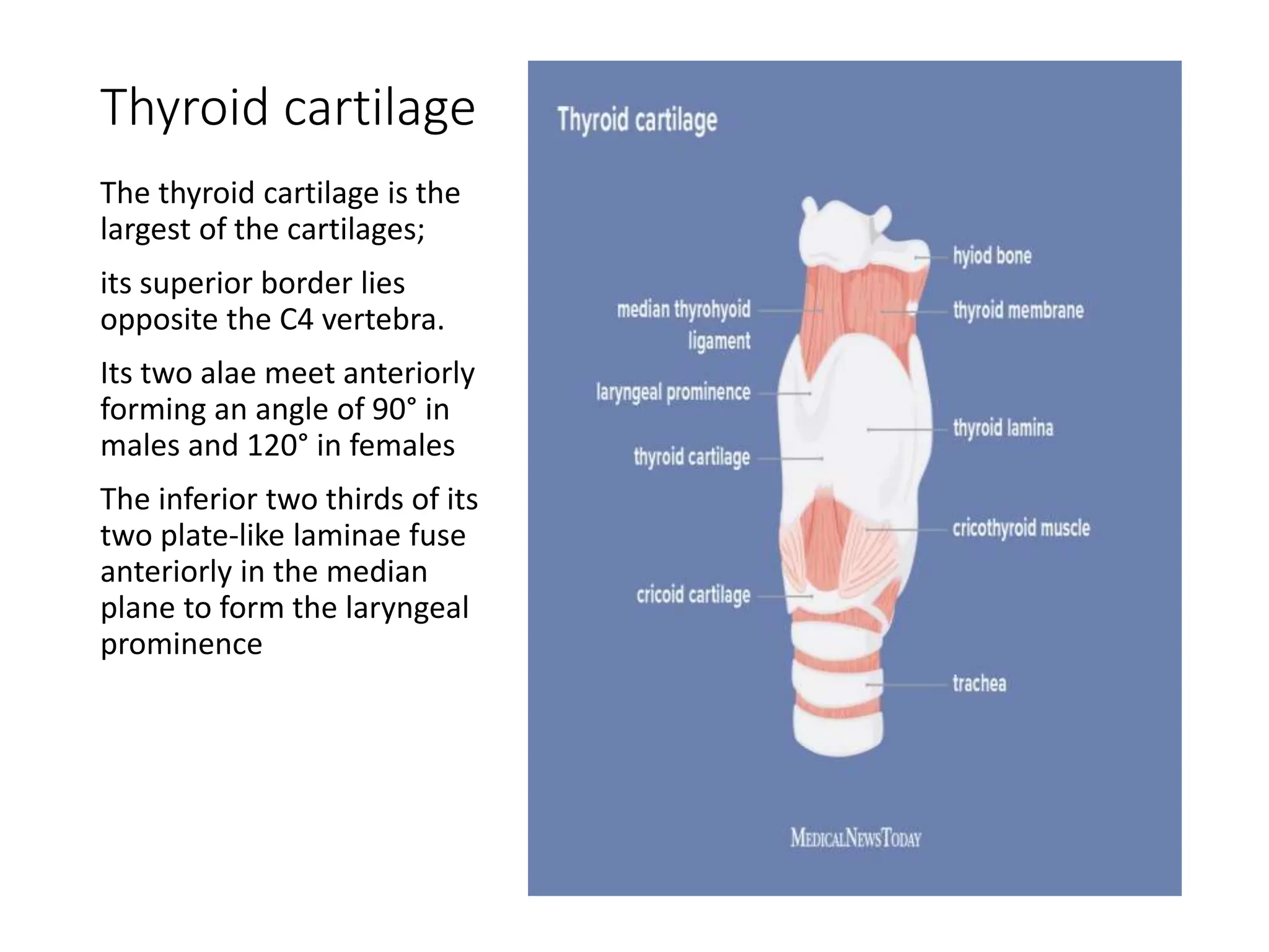 Anatomy of larynx, detailed discussion highlighting clinical and ...