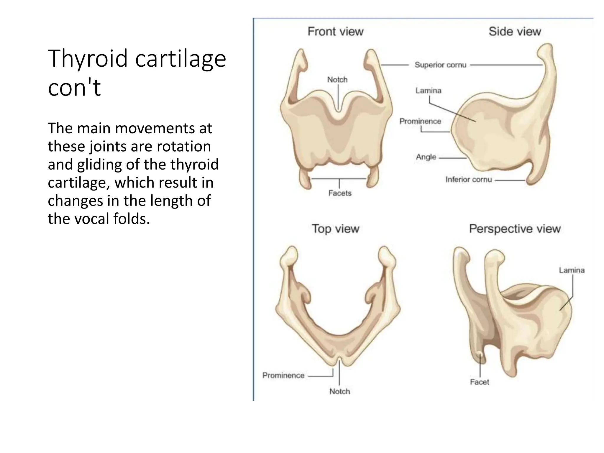 Anatomy of larynx, detailed discussion highlighting clinical and ...