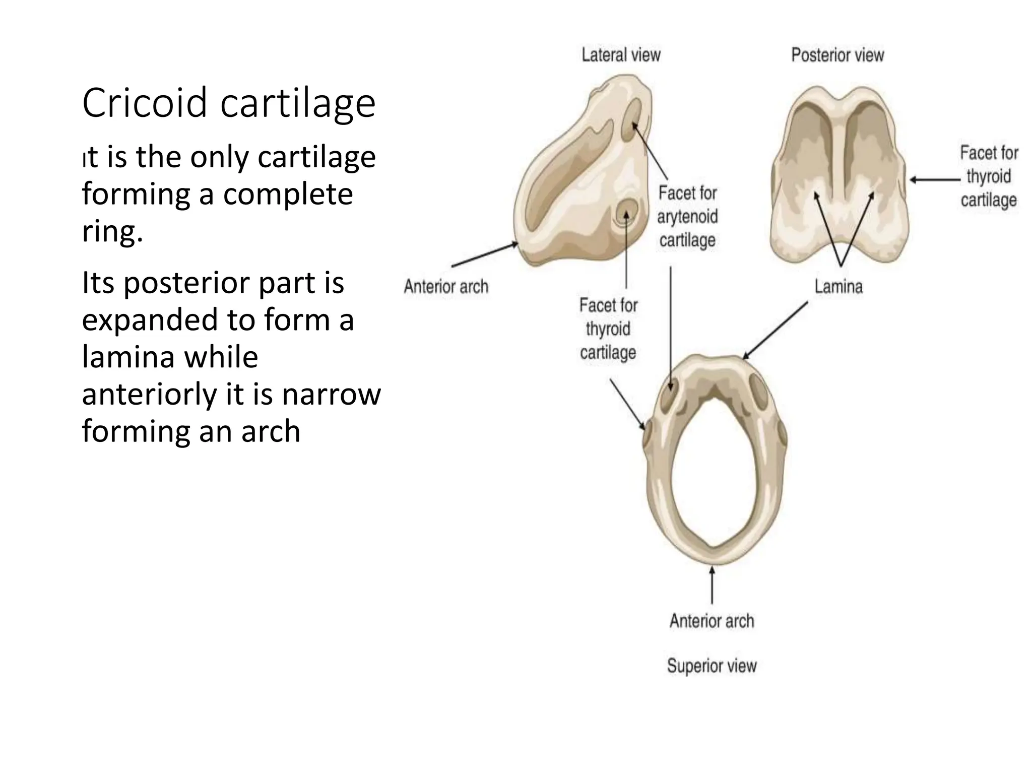 Anatomy of larynx, detailed discussion highlighting clinical and ...