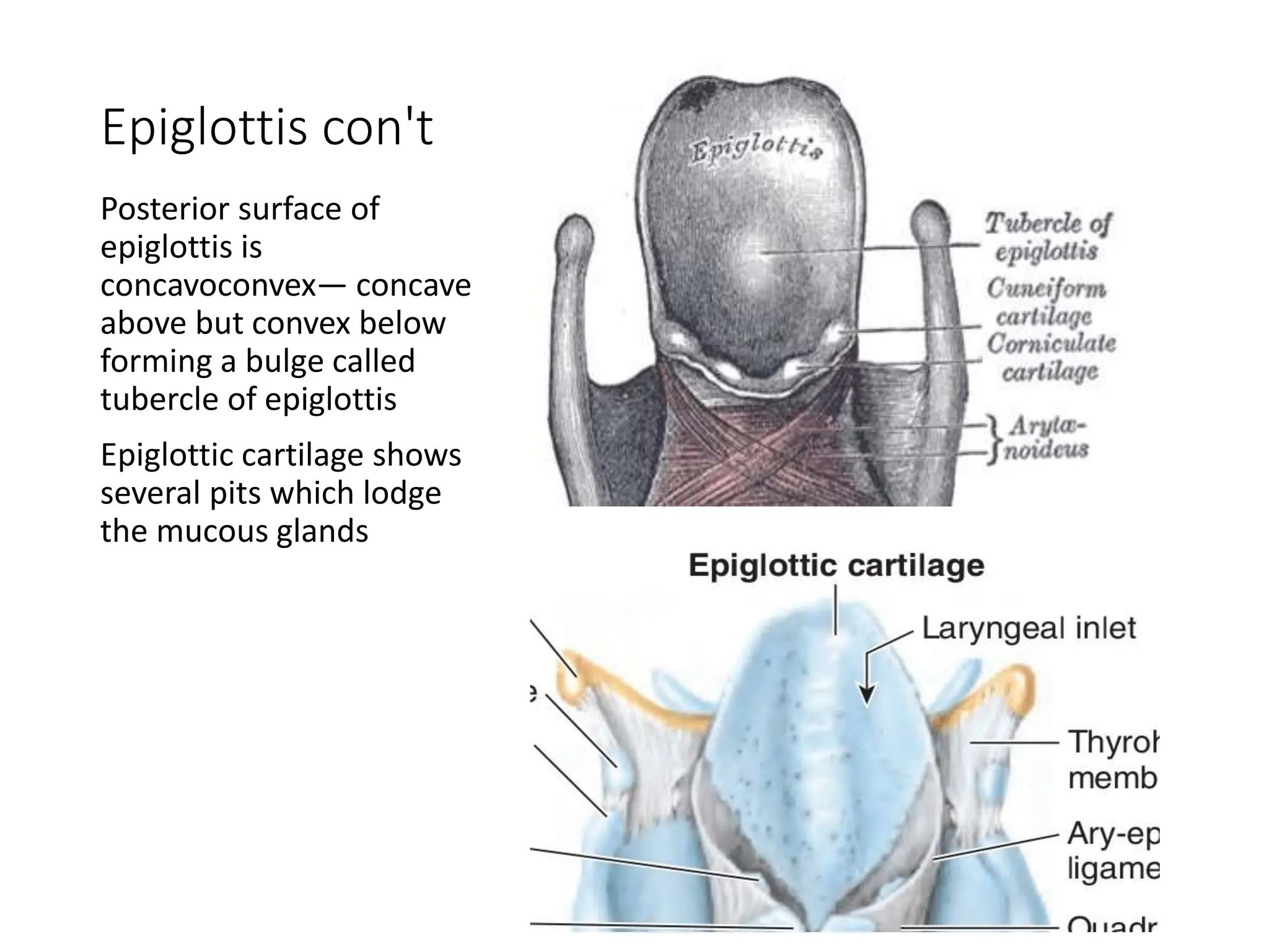 Anatomy of larynx, detailed discussion highlighting clinical and ...