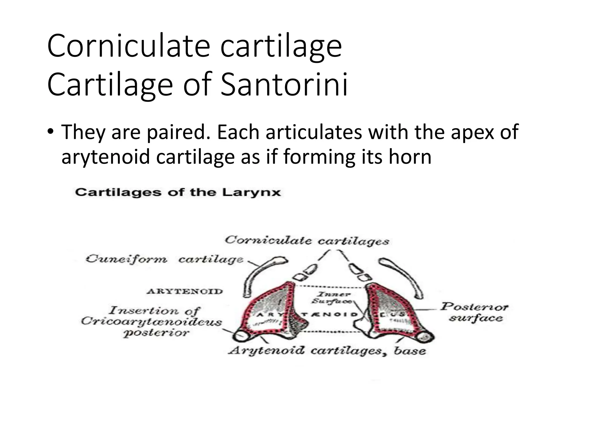 Anatomy of larynx, detailed discussion highlighting clinical and ...