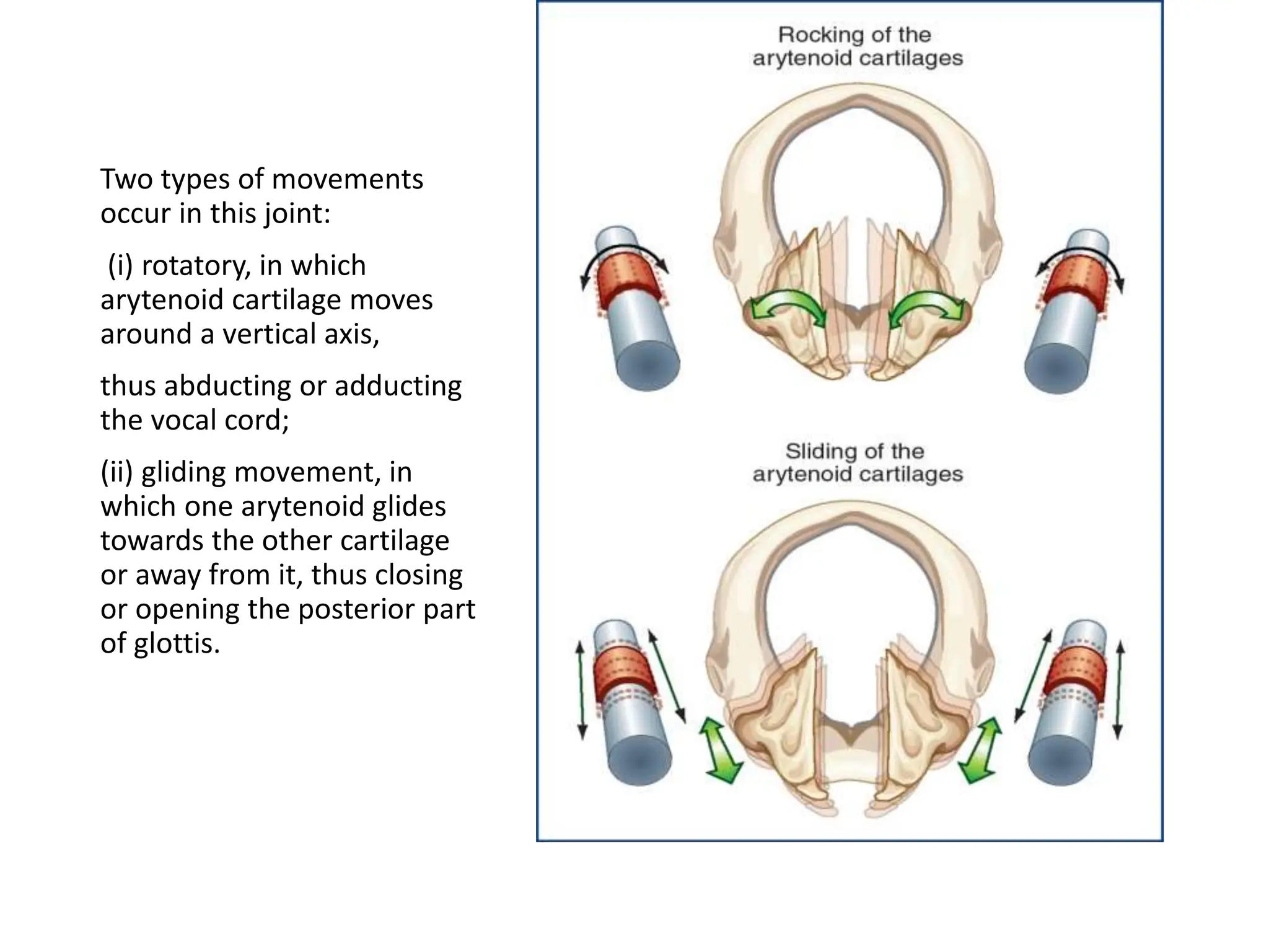 Anatomy of larynx, detailed discussion highlighting clinical and ...