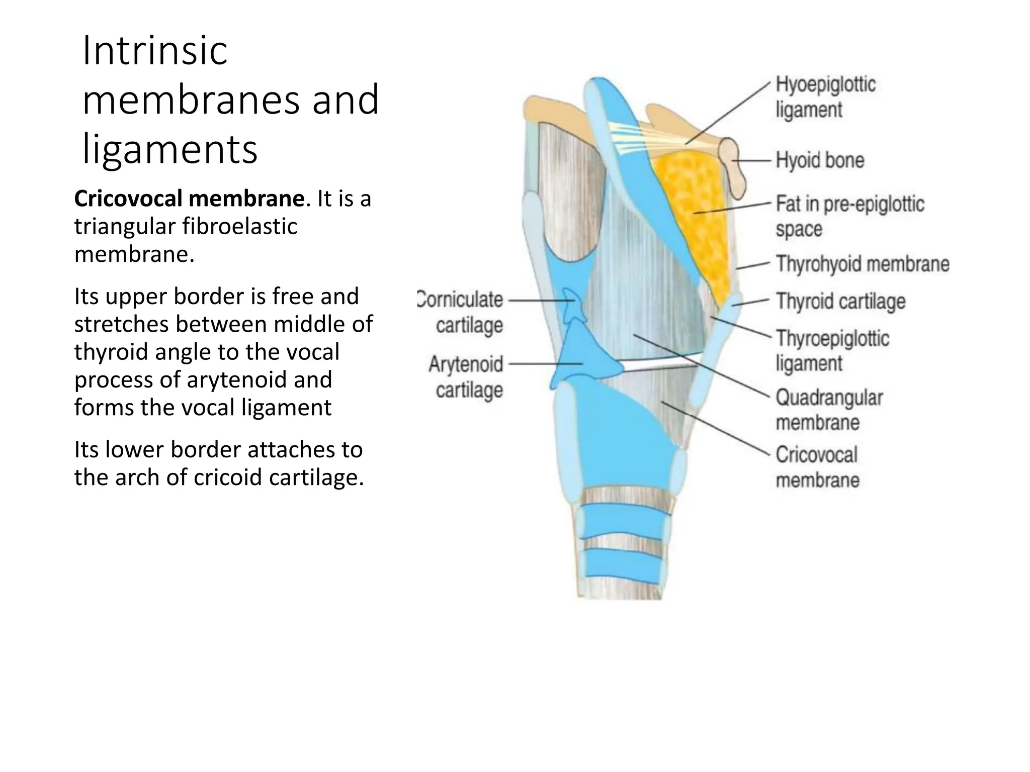 Anatomy of larynx, detailed discussion highlighting clinical and ...