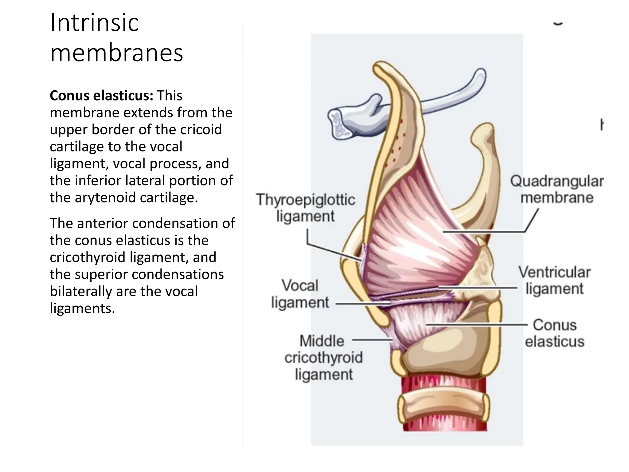 Anatomy of larynx, detailed discussion highlighting clinical and ...
