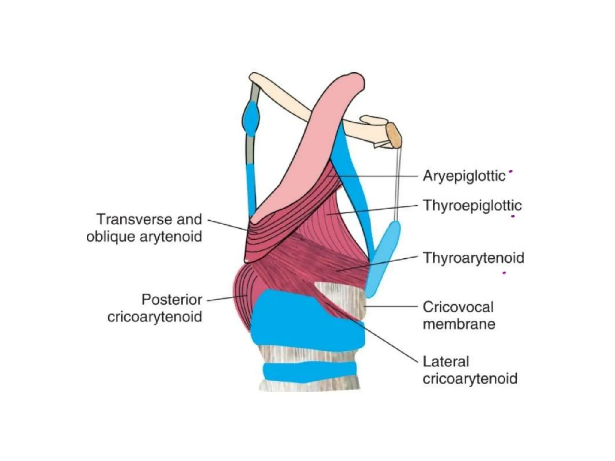 Anatomy of larynx, detailed discussion highlighting clinical and ...
