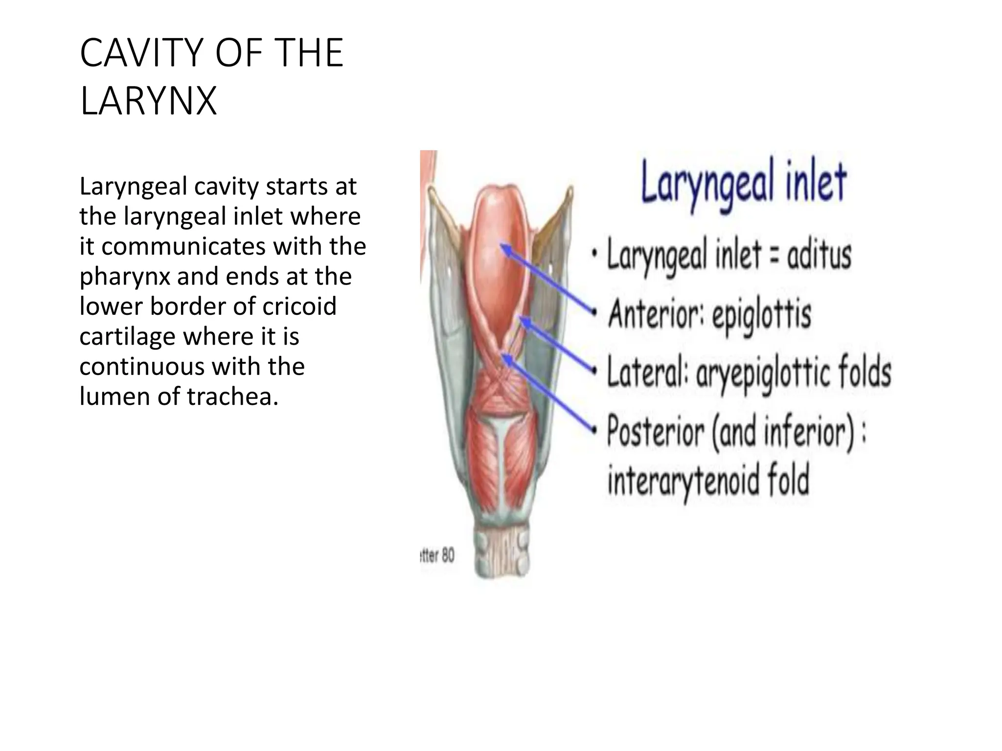 Anatomy of larynx, detailed discussion highlighting clinical and ...