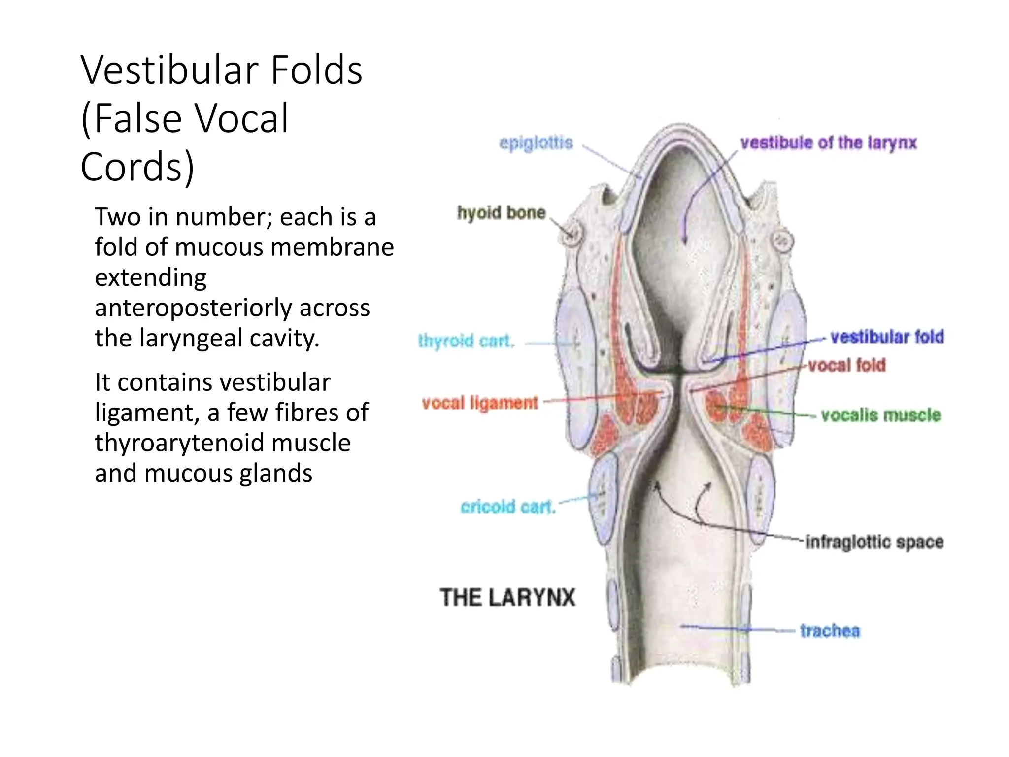 Anatomy of larynx, detailed discussion highlighting clinical and ...