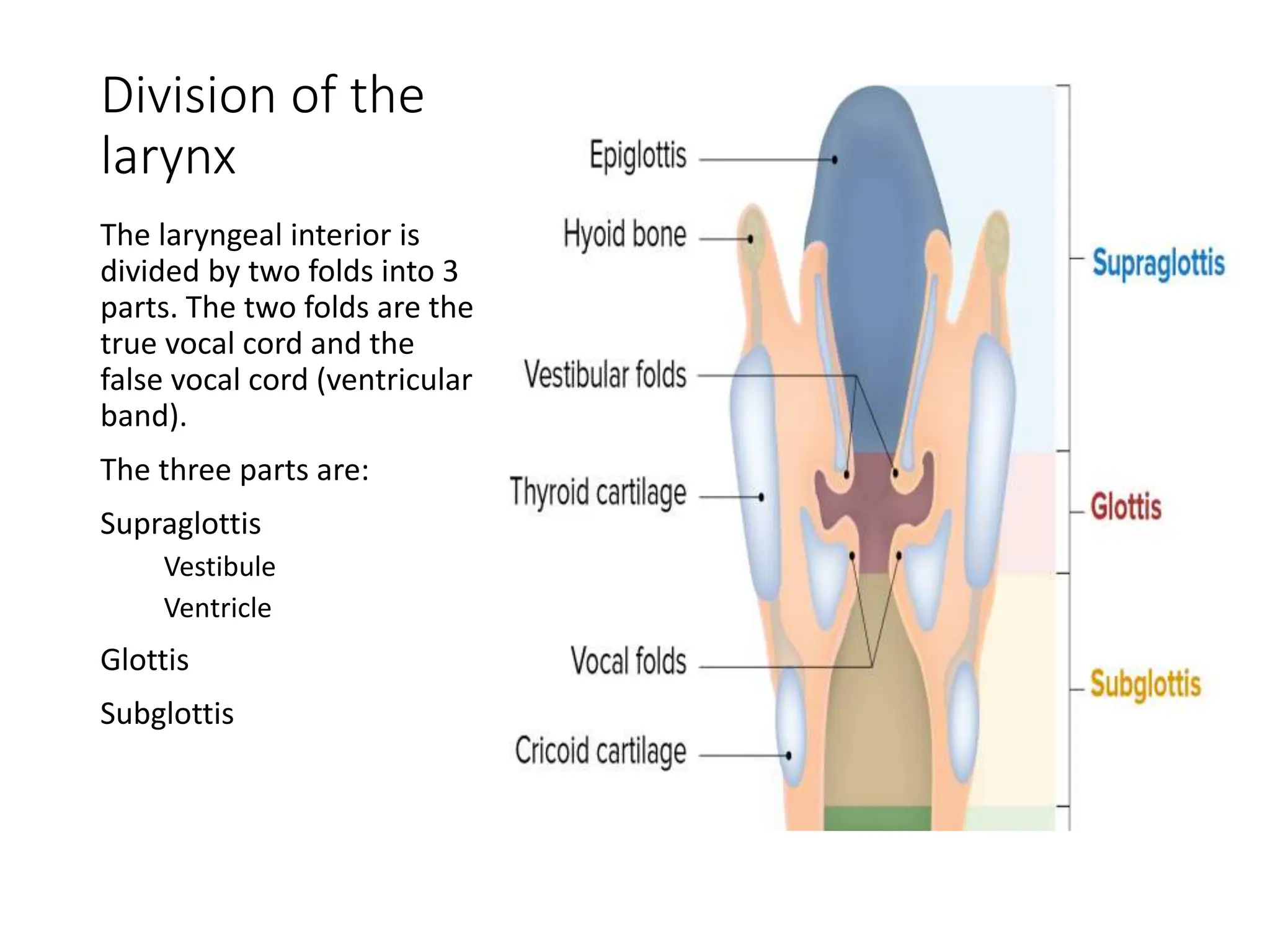 Anatomy of larynx, detailed discussion highlighting clinical and ...