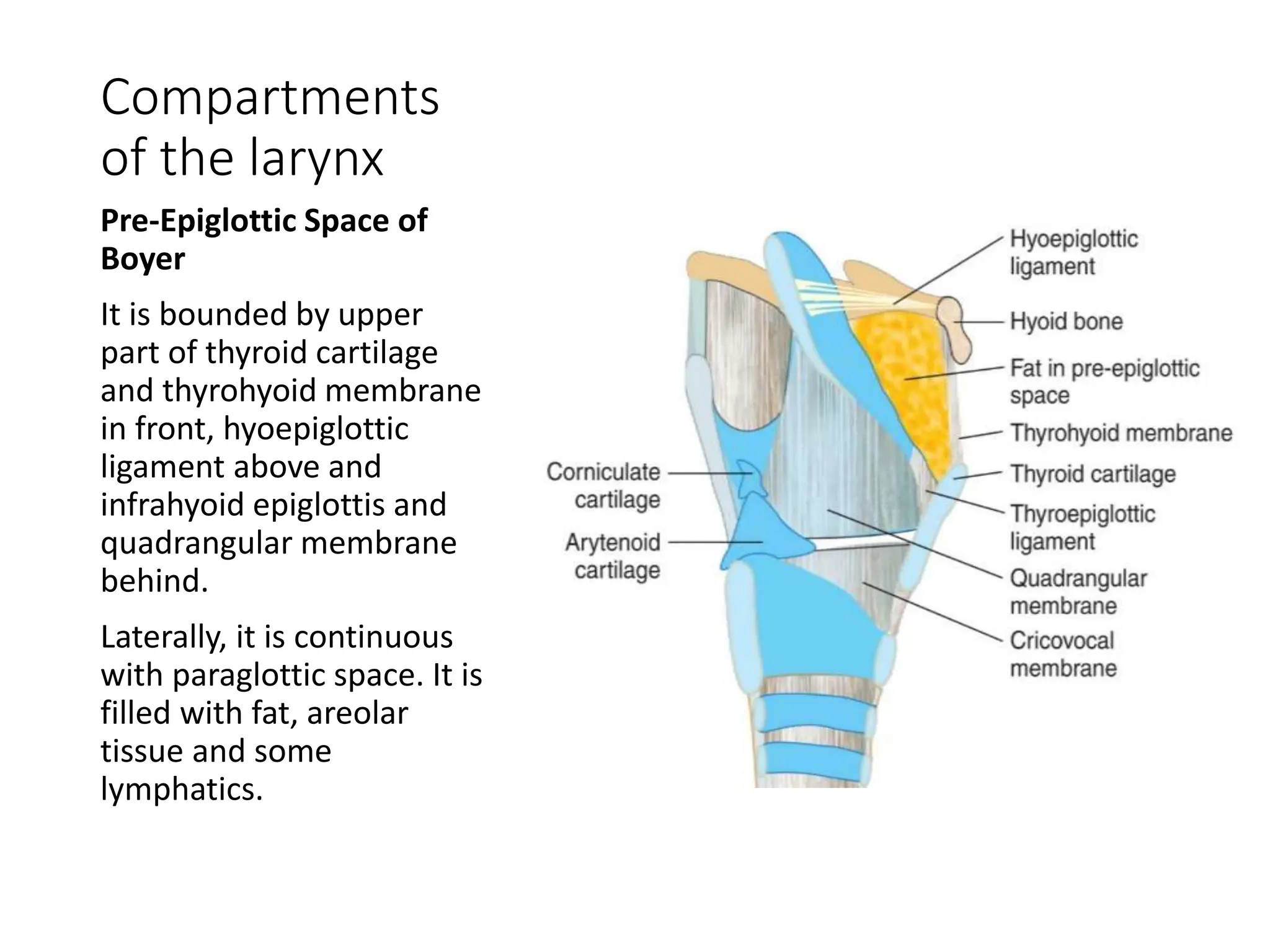 Anatomy of larynx, detailed discussion highlighting clinical and ...