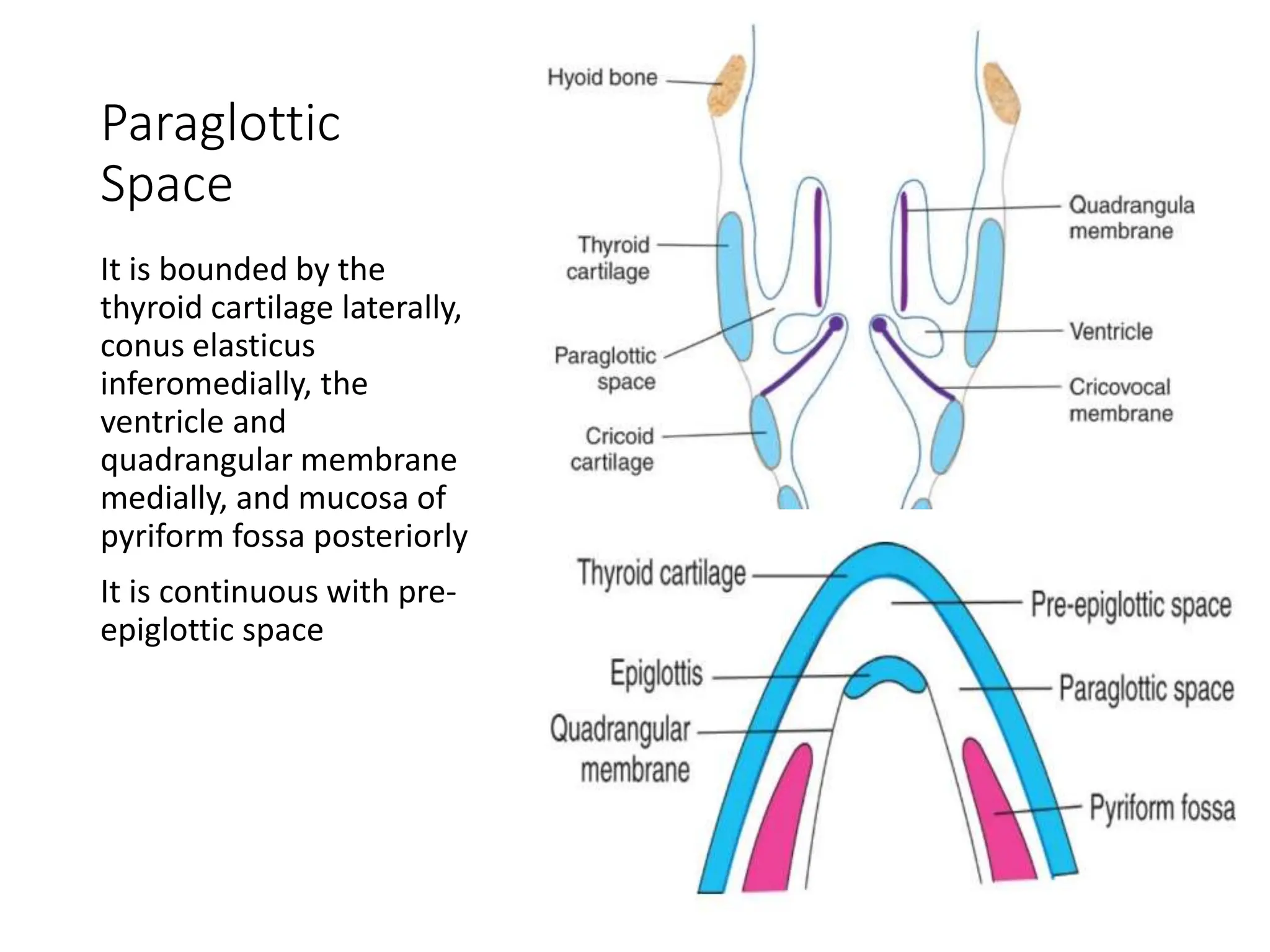 Anatomy of larynx, detailed discussion highlighting clinical and ...