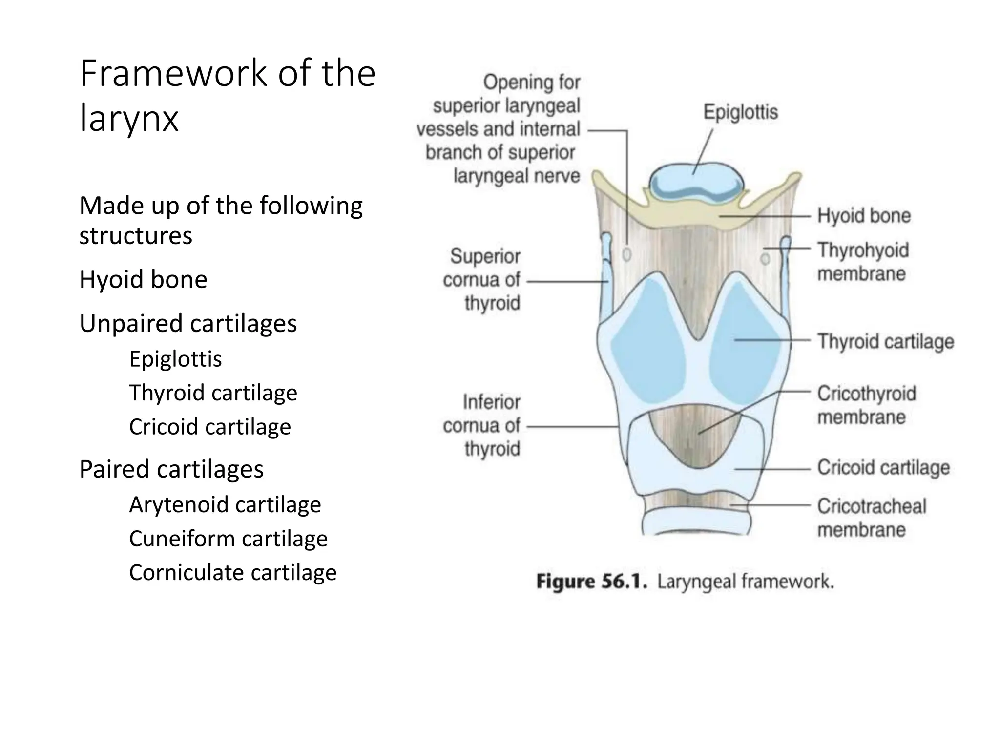 Anatomy of larynx, detailed discussion highlighting clinical and ...