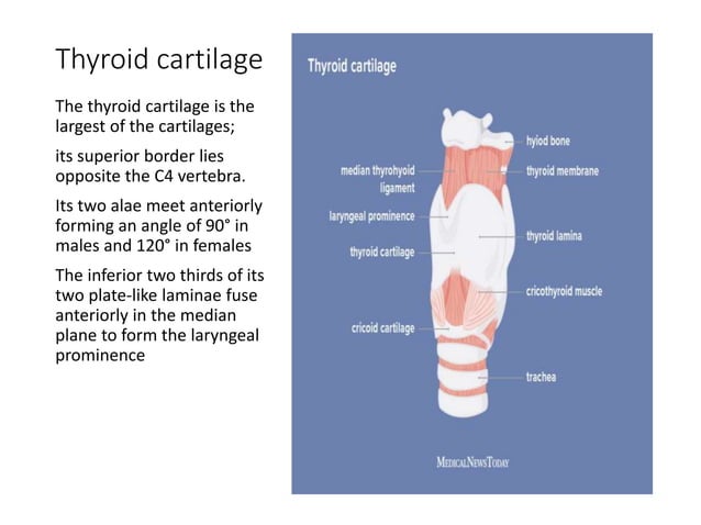 Anatomy of larynx, detailed discussion highlighting clinical and ...