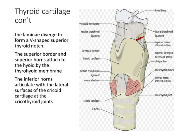 Anatomy of larynx, detailed discussion highlighting clinical and ...