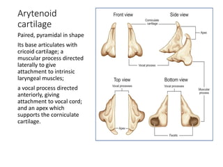 Anatomy of larynx, detailed discussion highlighting clinical and ...
