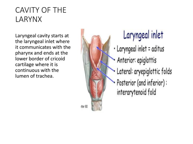 Anatomy of larynx, detailed discussion highlighting clinical and ...