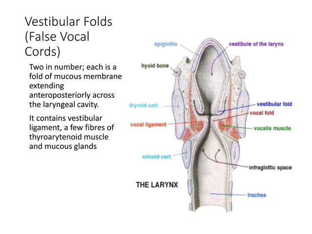 Anatomy of larynx, detailed discussion highlighting clinical and ...