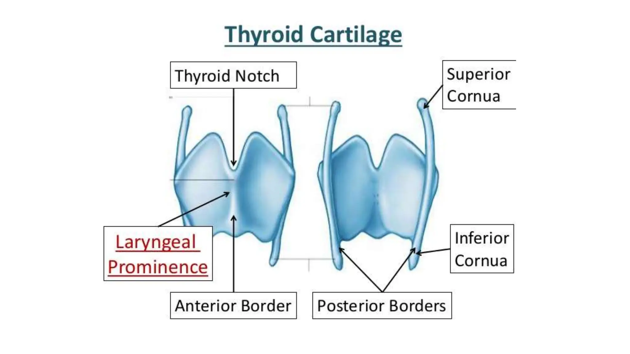 Anatomy Of Larynx Vocal Cord Palsies Pptx