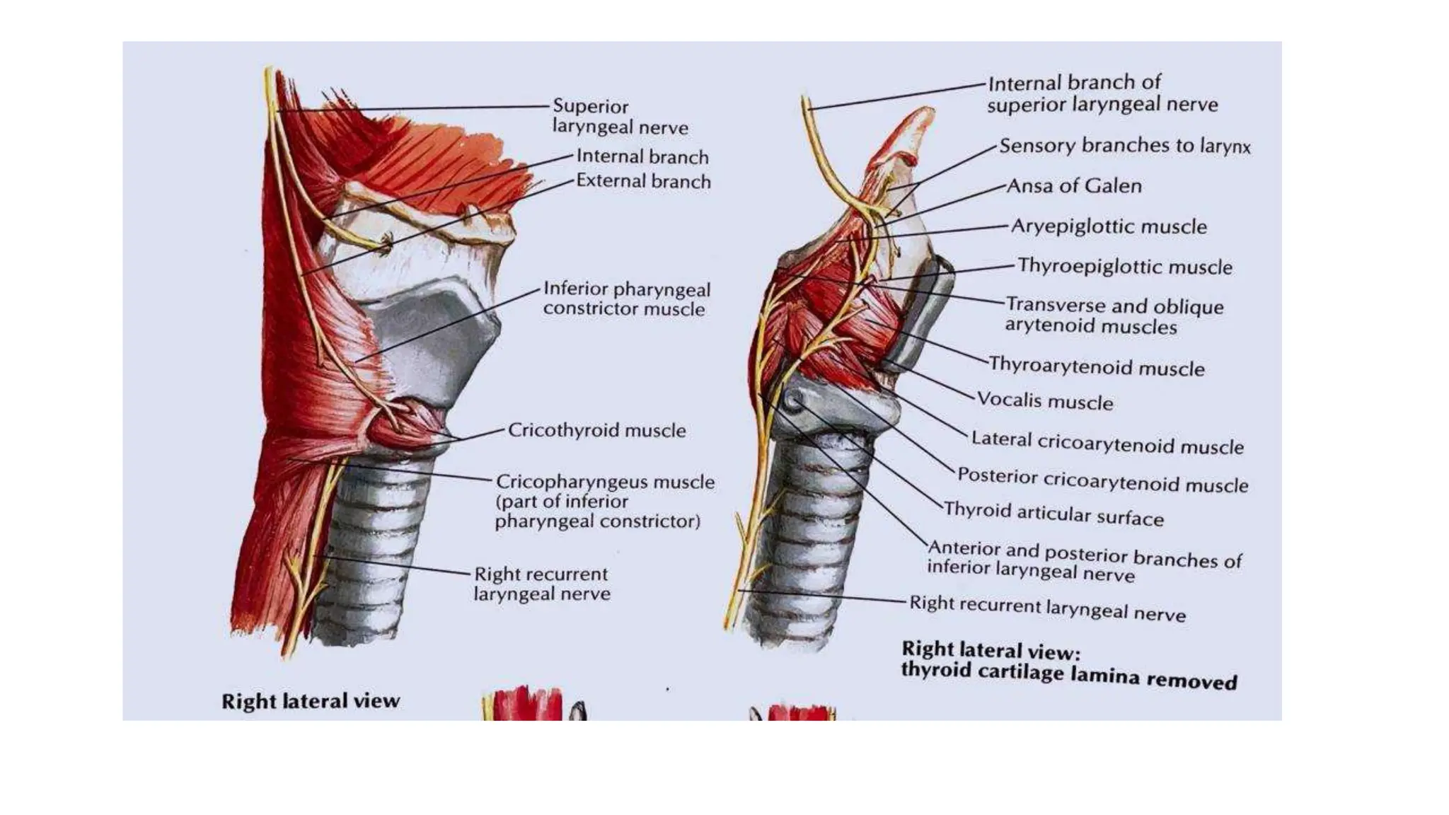 Anatomy Of Larynx Vocal Cord Palsies Pptx