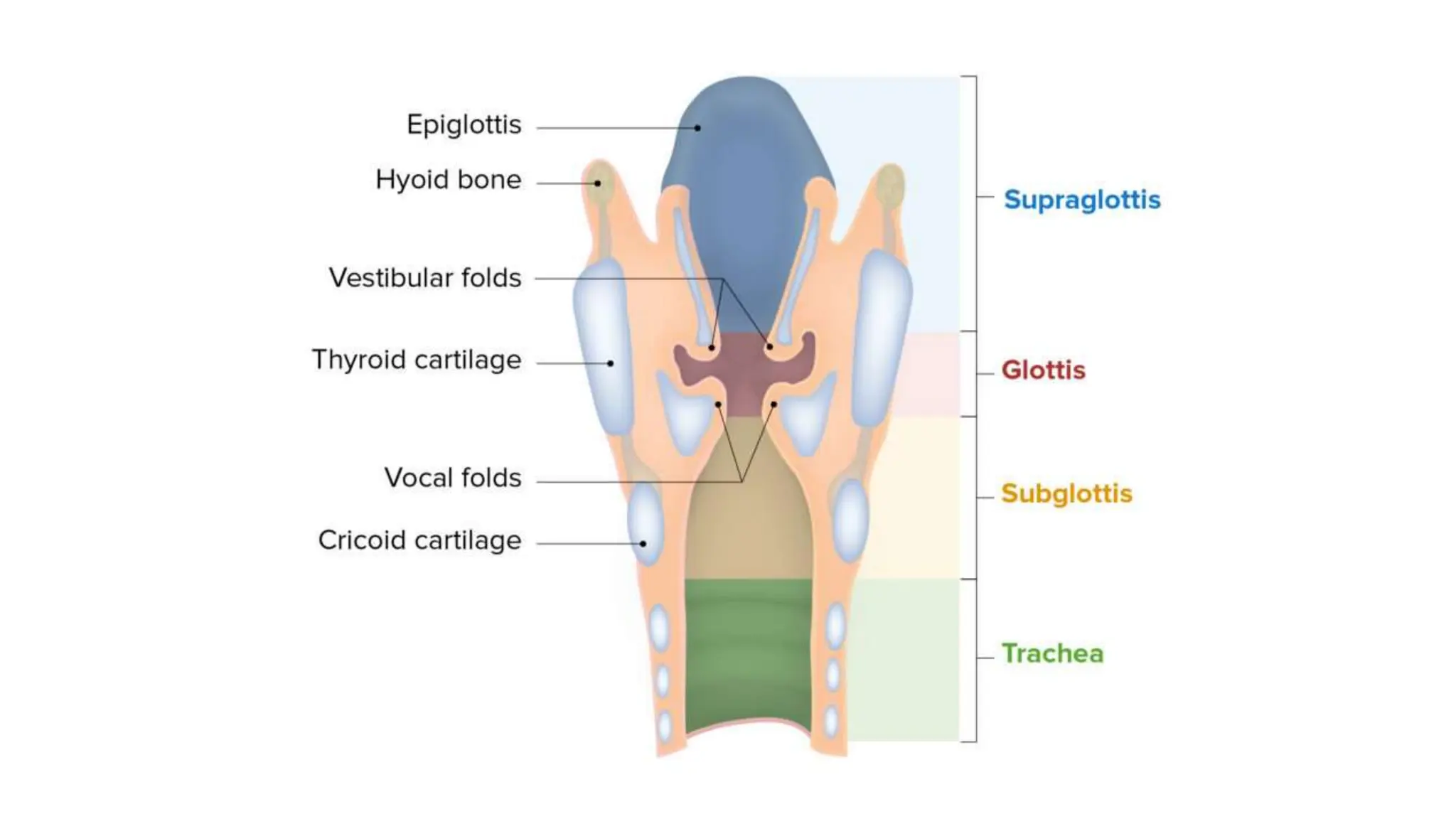Anatomy Of Larynx Vocal Cord Palsies Pptx