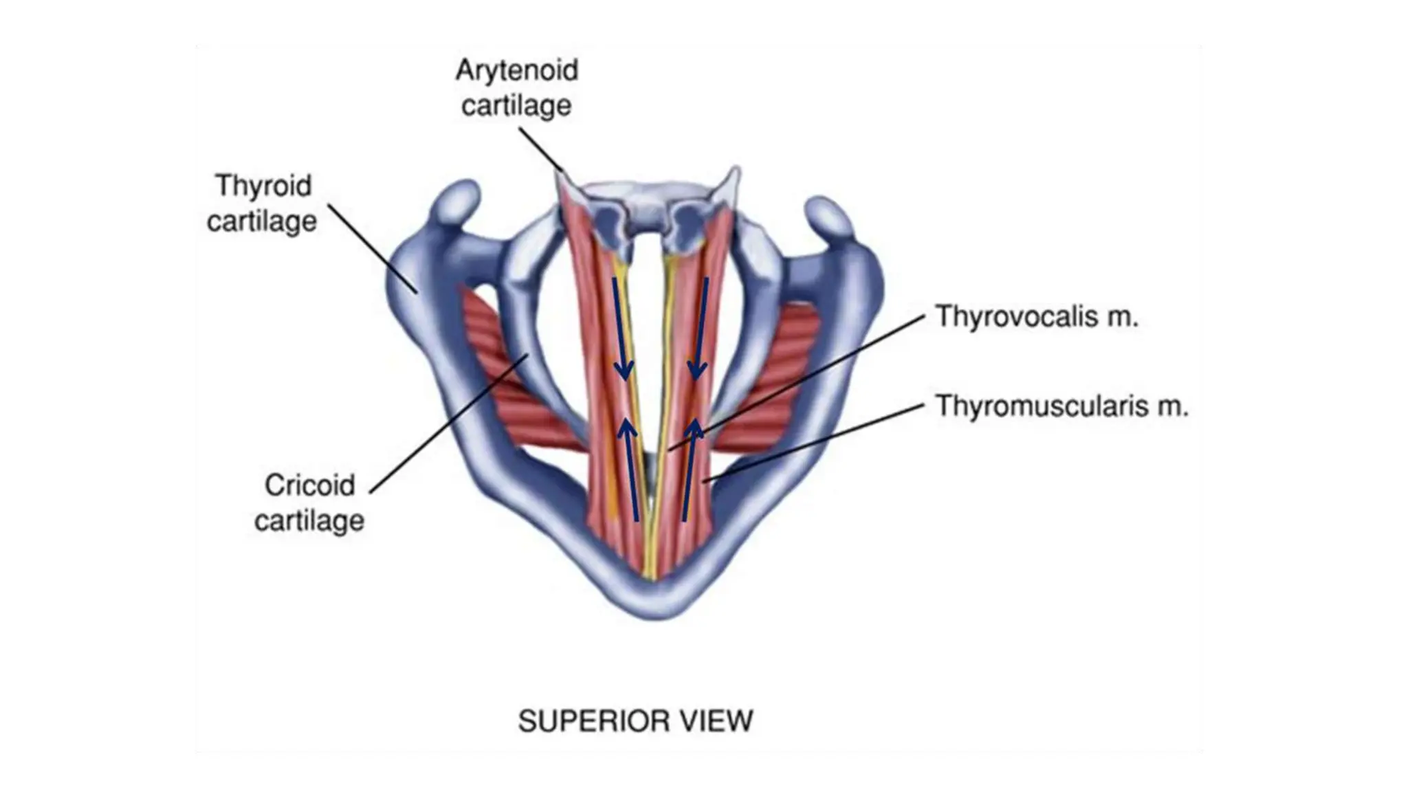 Anatomy Of Larynx Vocal Cord Palsies Pptx