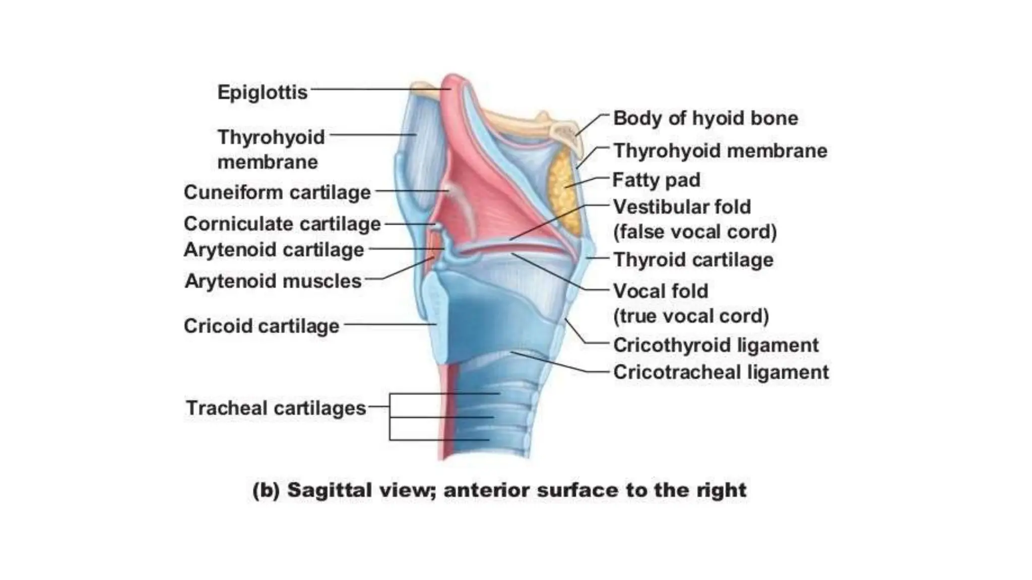 Anatomy Of Larynx Vocal Cord Palsies Pptx