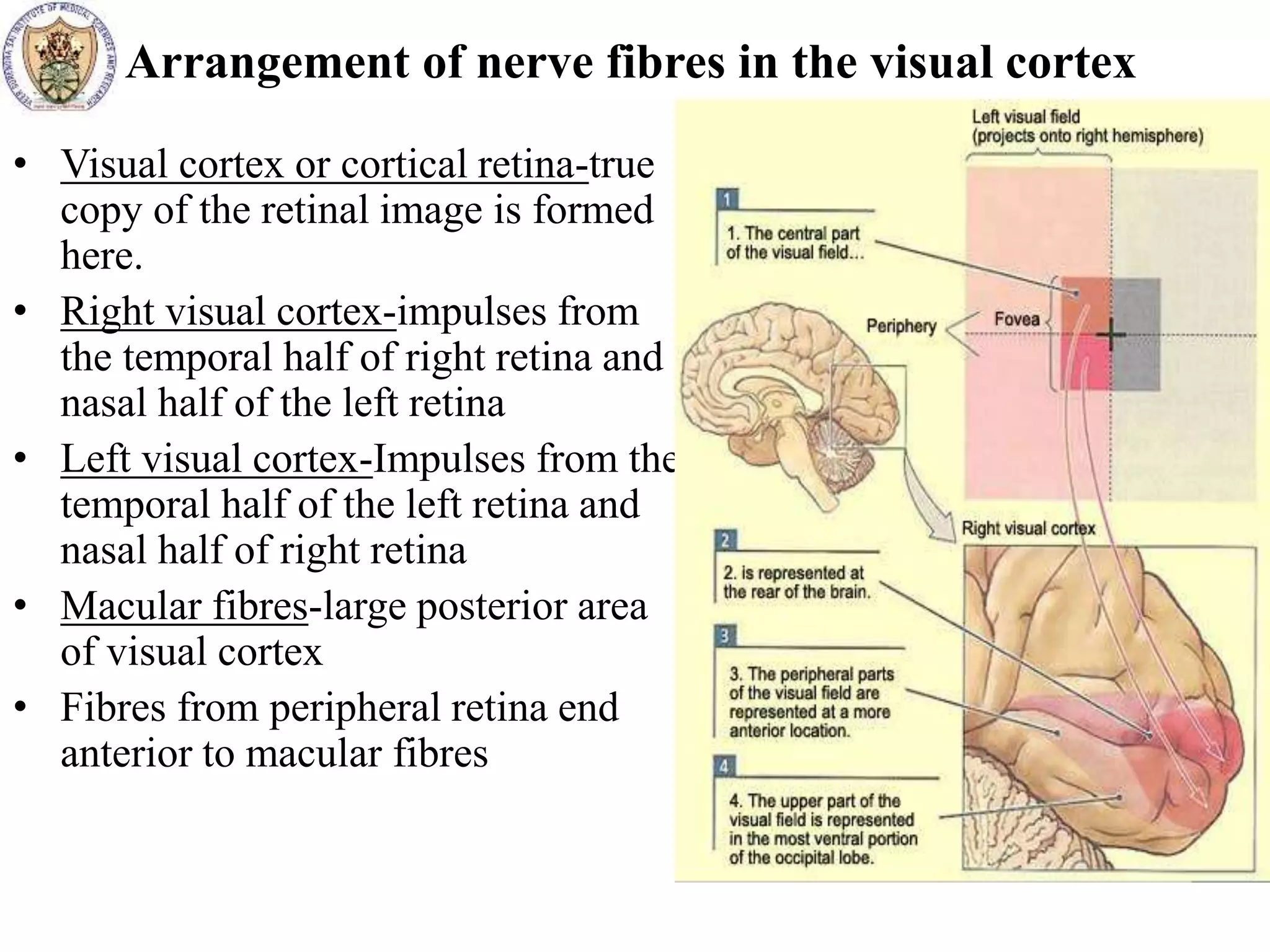 Anatomy of lateral geniculate body and visual cortex | PPTX