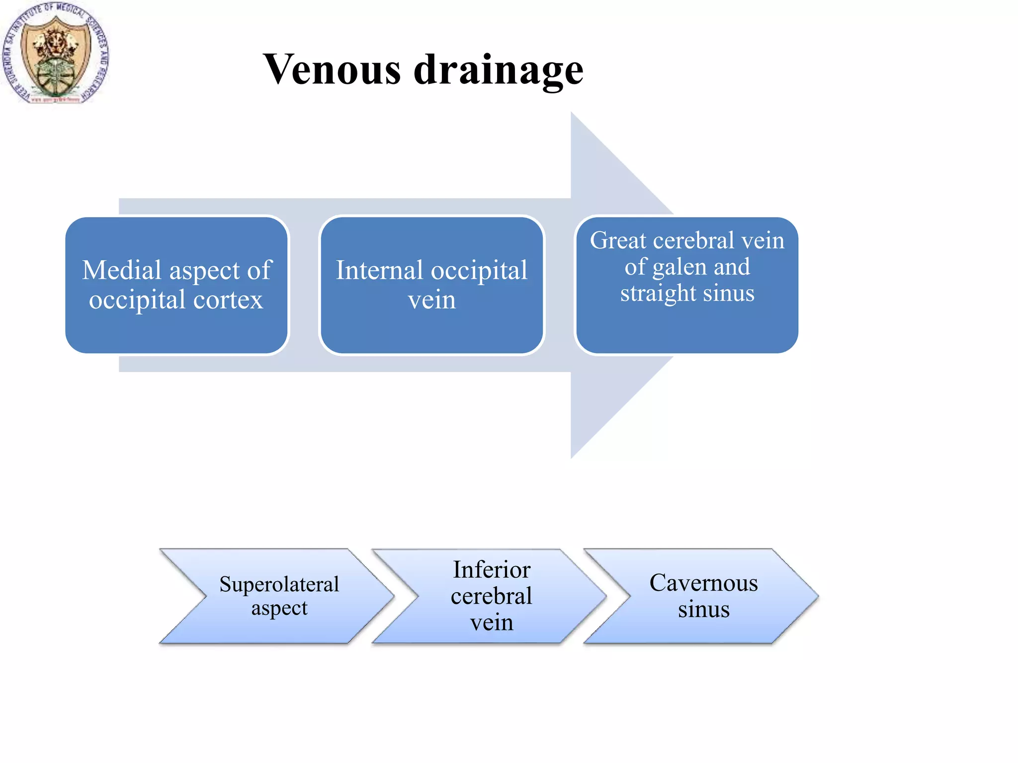 Anatomy of lateral geniculate body and visual cortex | PPTX
