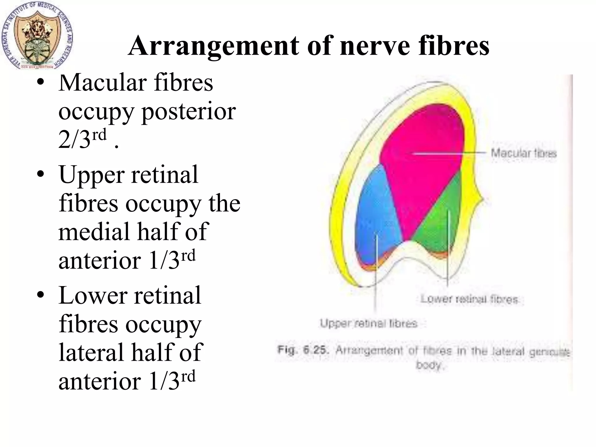 Anatomy of lateral geniculate body and visual cortex | PPTX