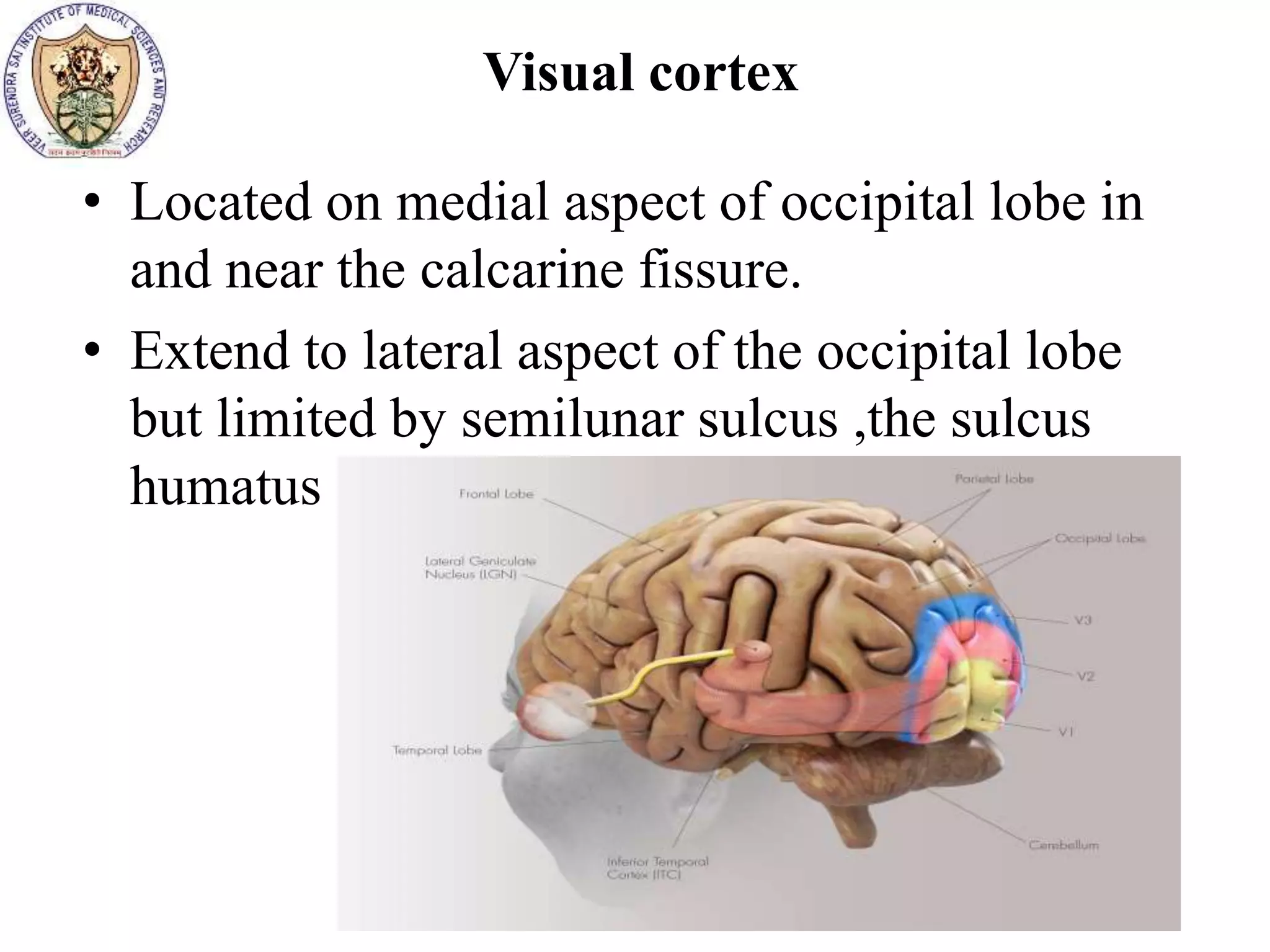 Anatomy of lateral geniculate body and visual cortex | PPTX