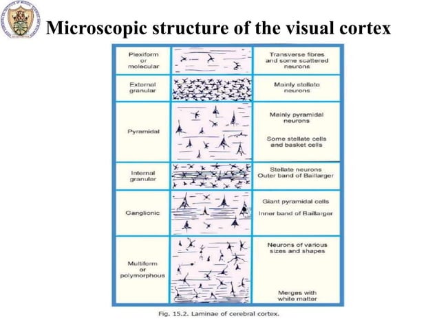 Anatomy Of Lateral Geniculate Body And Visual Cortex Pptx Brain And Nervous System Disorders