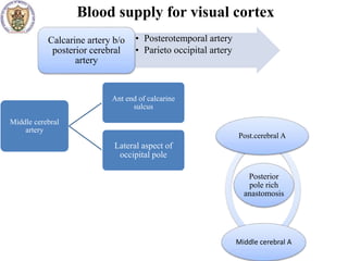 Anatomy of lateral geniculate body and visual cortex | PPTX