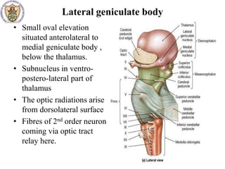 Anatomy of lateral geniculate body and visual cortex | PPTX