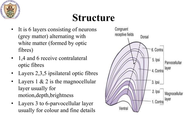 Anatomy of lateral geniculate body and visual cortex | PPTX | Brain and ...