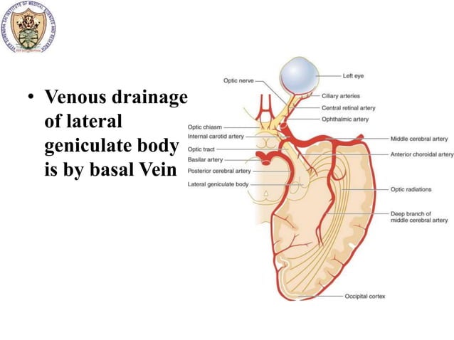 Anatomy of lateral geniculate body and visual cortex | PPTX | Brain and ...