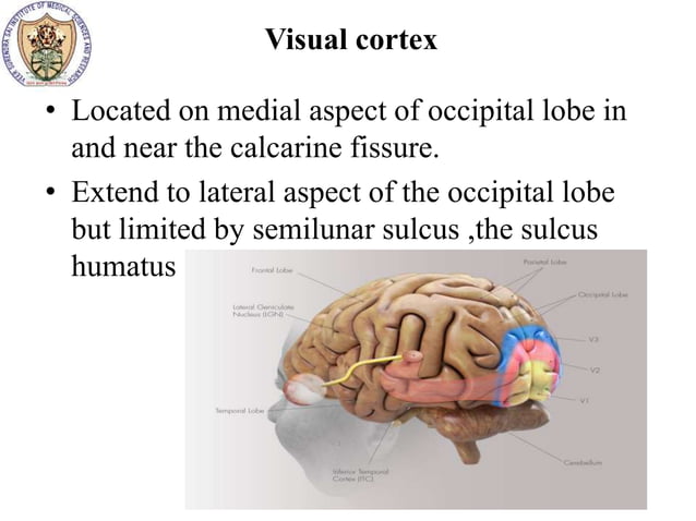 Anatomy of lateral geniculate body and visual cortex | PPTX | Brain and ...