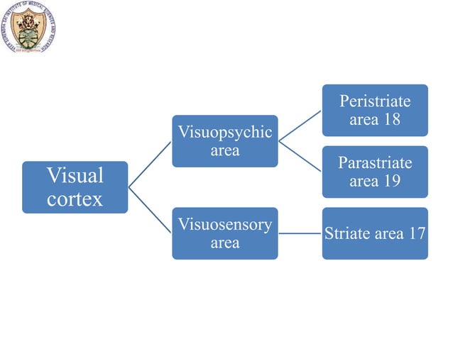 Anatomy of lateral geniculate body and visual cortex | PPTX | Brain and Nervous System Disorders ...