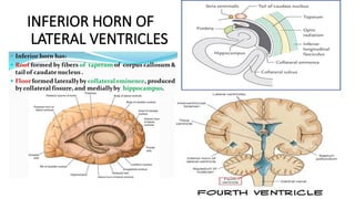 ANATOMY OF LATERAL VENTRICLES OF BRAIN.pptx