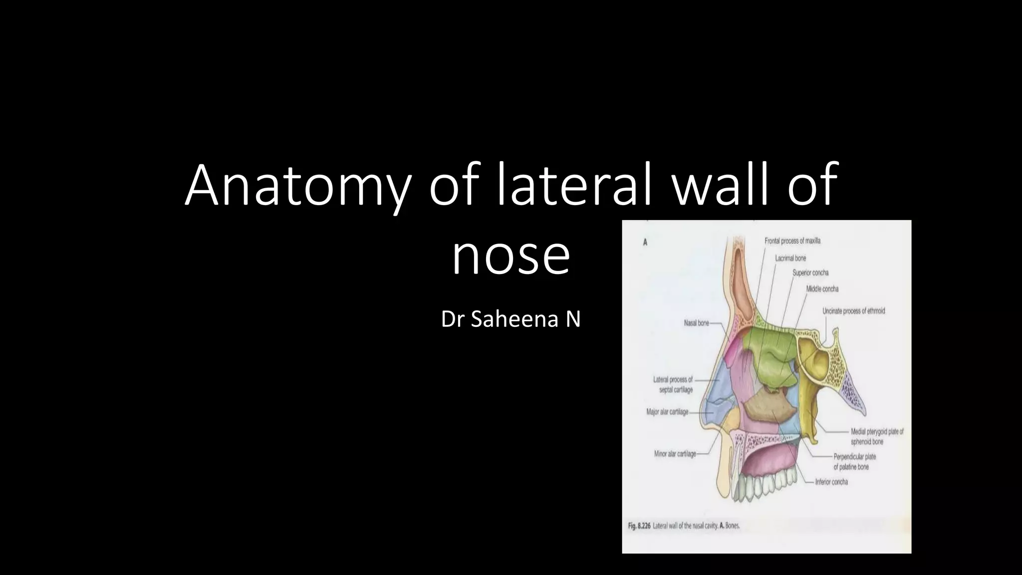 Anatomy of lateral wall of nose | PPTX