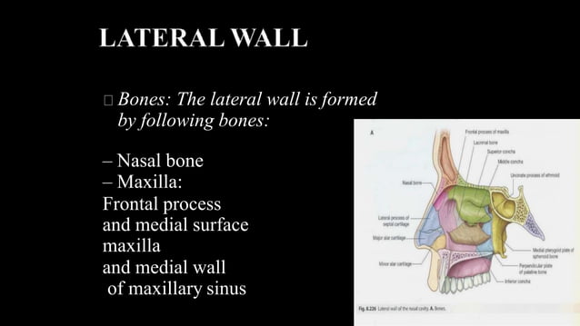 Anatomy of lateral wall of nose | PPTX | Ear, Nose and Throat ...