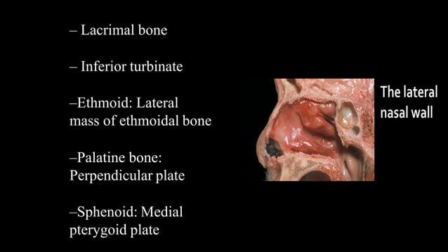 Anatomy of lateral wall of nose | PPTX | Ear, Nose and Throat ...